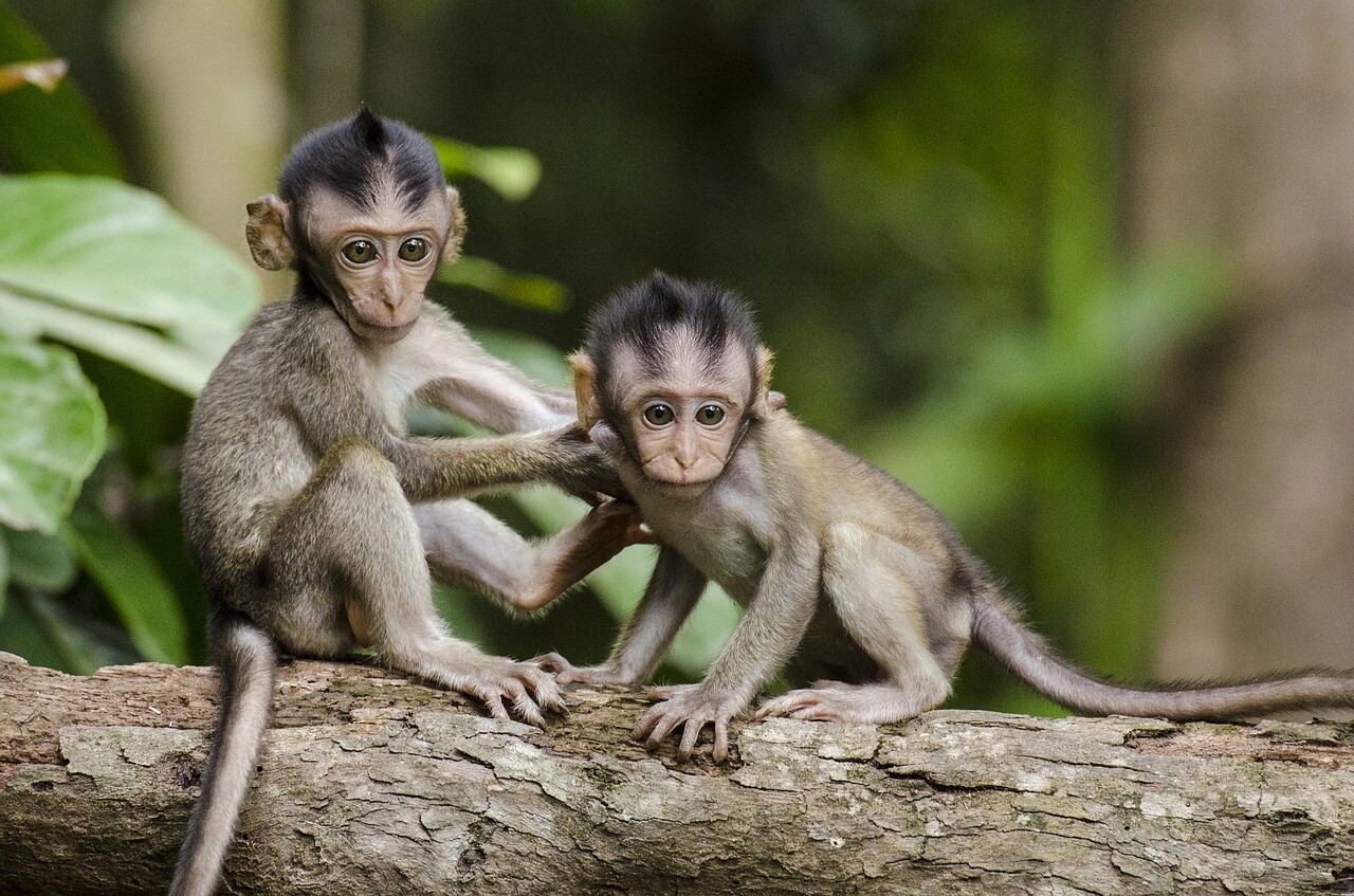 How do You Train the Monkey? | Official Site for Heather Justesen and ...